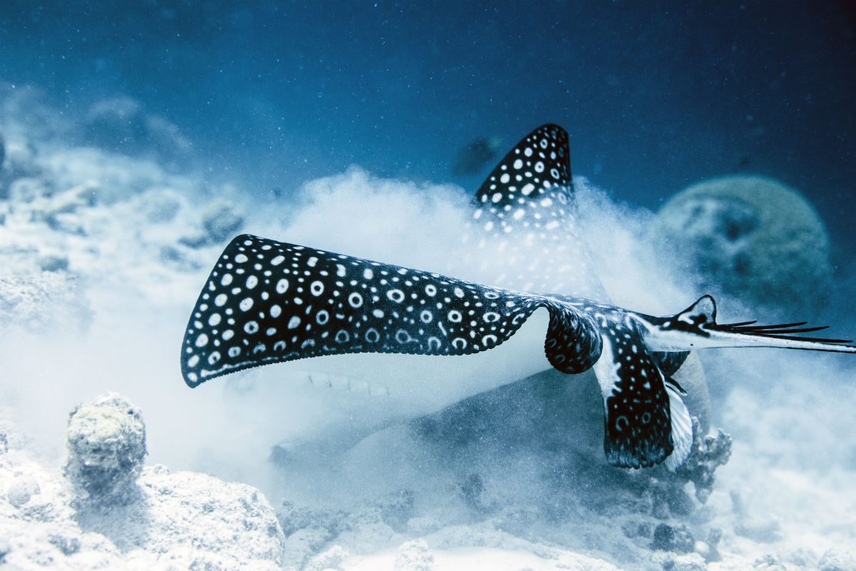 Monkey Head Costa Rica - Saguaro Scuba